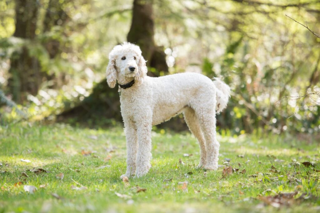 Poodle | zooplus Magazine