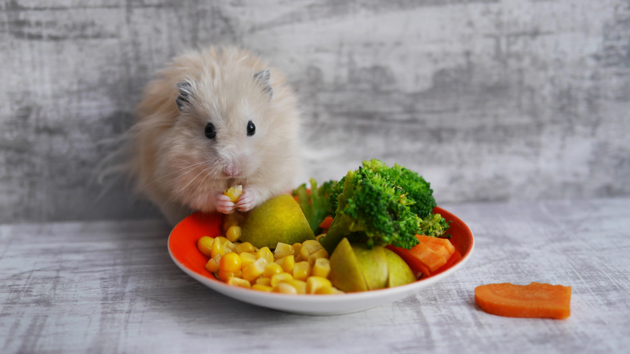 Green Food for Small Pets - zooplus Magazine IE