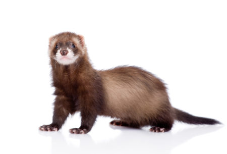 Ferrets | zooplus Magazine IE