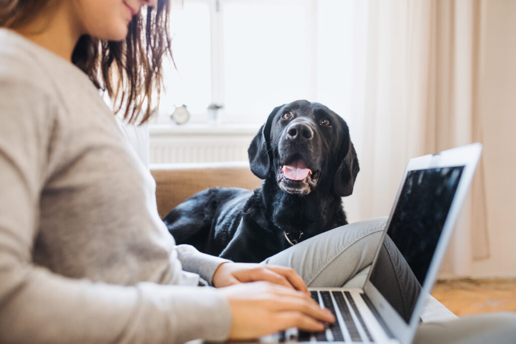 Working From Home With Dogs | zooplus Magazine