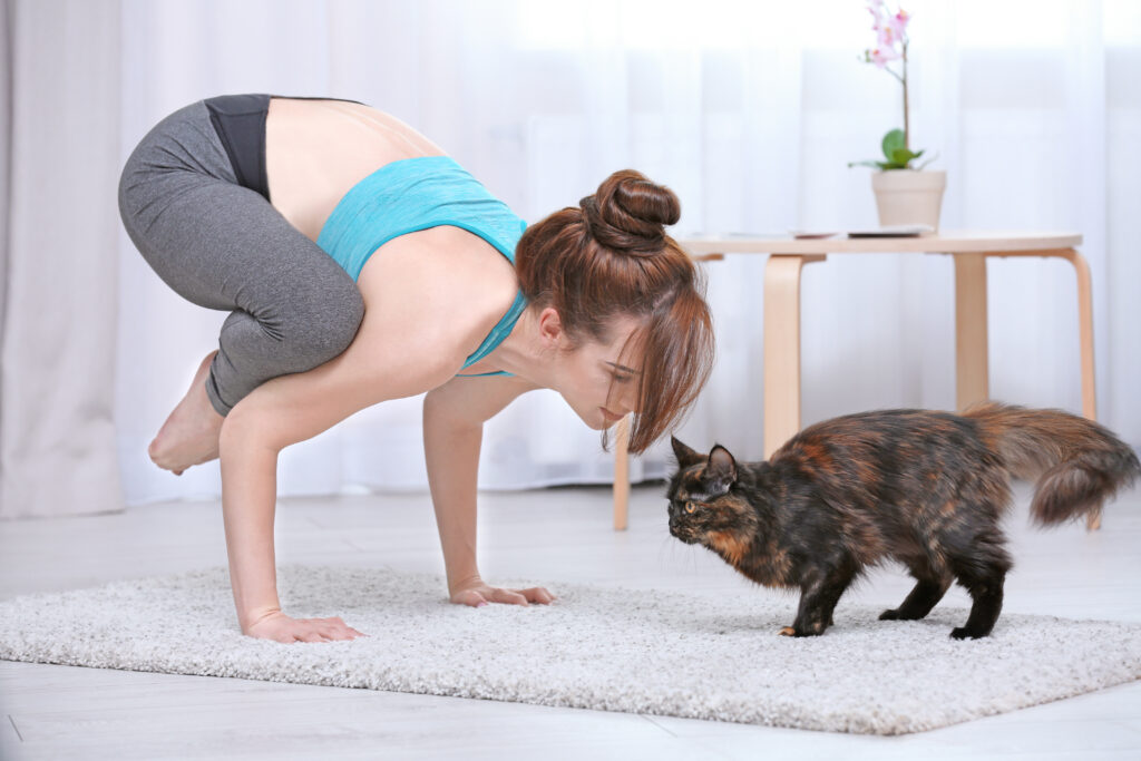 Cat yoga | zooplus Magazine