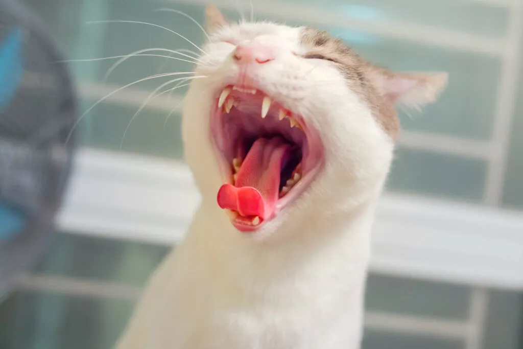 Gum inflammation (Gingivitis) in cats | zooplus Magazine