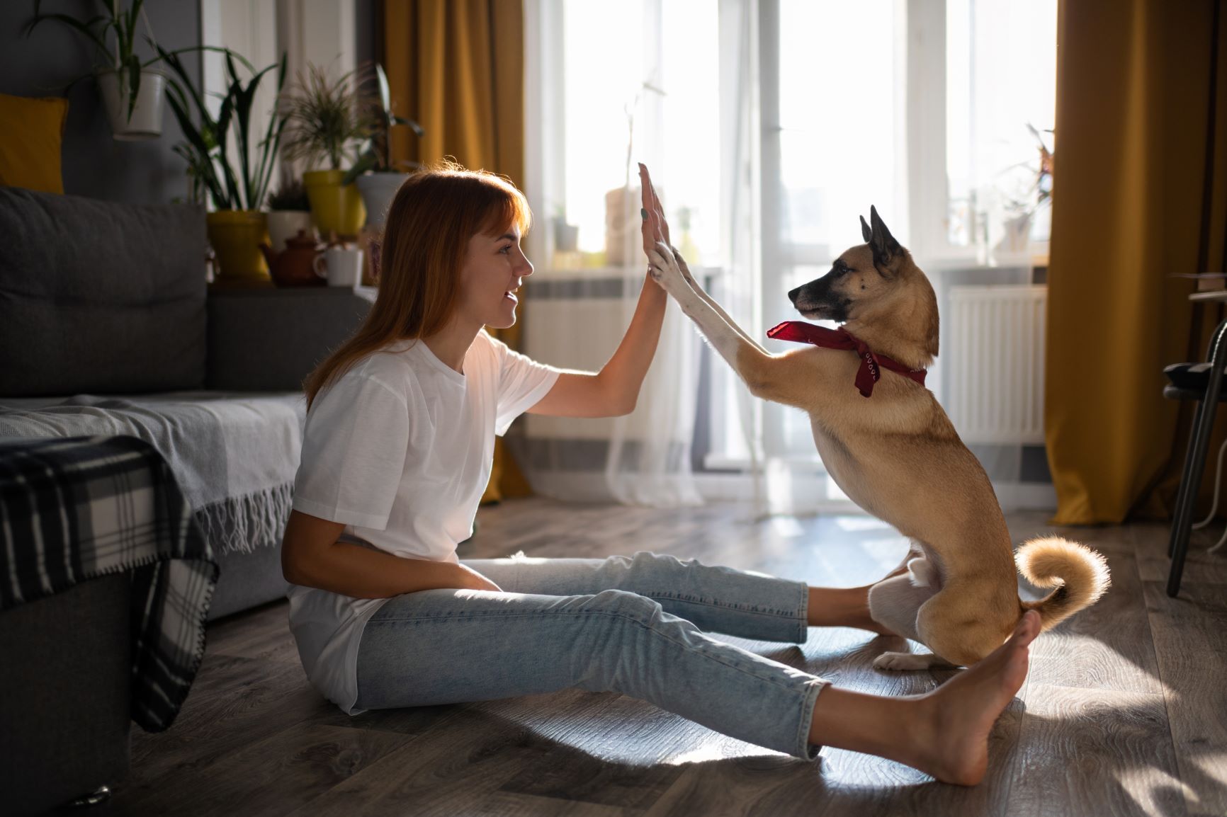 Getting Dogs Used to Normal Life After COVID-19 | zooplus Magazine