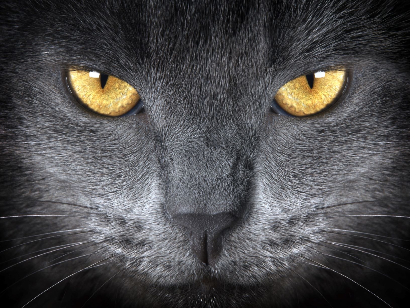 How cats see | zooplus Magazine