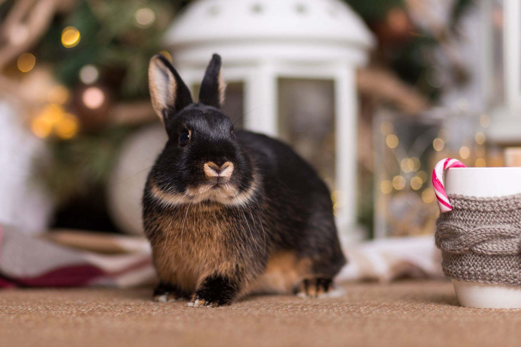 How to celebrate a stress-free Christmas with rabbits | Tips | zooplus