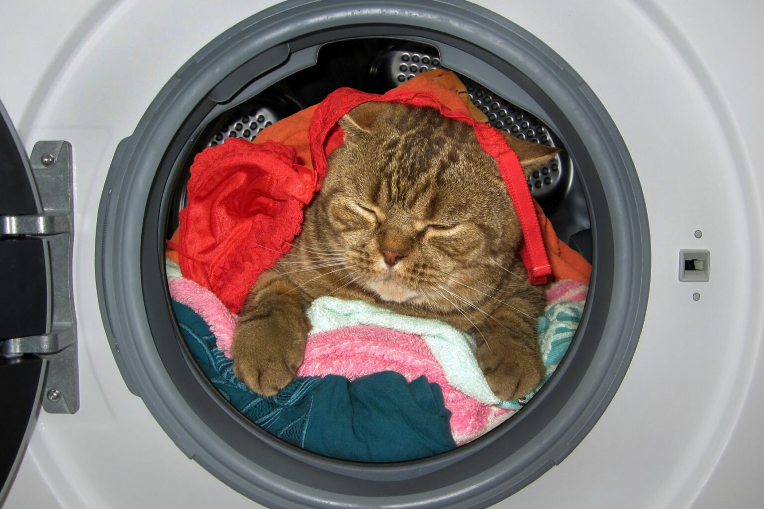 How to cat-proof your home | Advice and info | zooplus Magazine