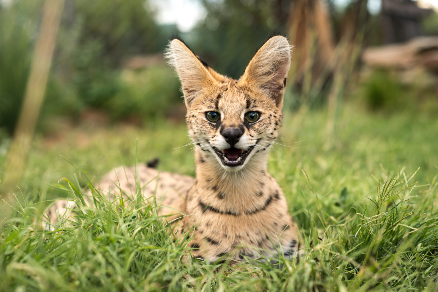 Serval | Cat Species Info & Advice | zooplus Magazine