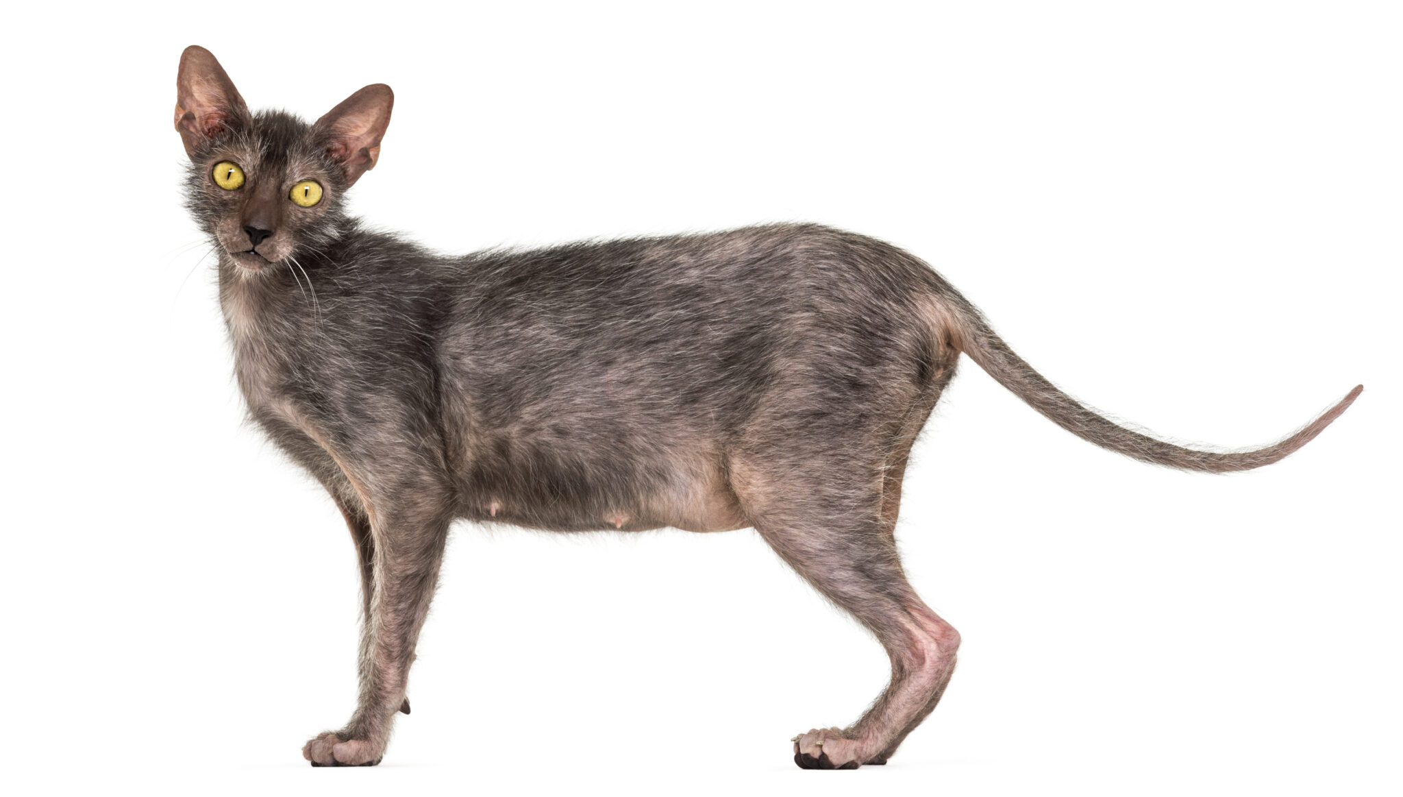 Lykoi (Werewolf cat) | Cat Breeds | zooplus Magazine
