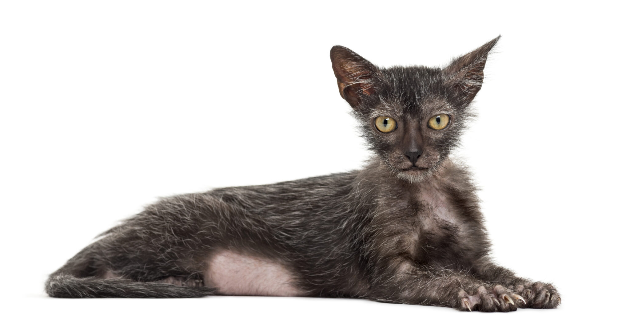 Lykoi (Werewolf cat) | Cat Breeds | zooplus Magazine