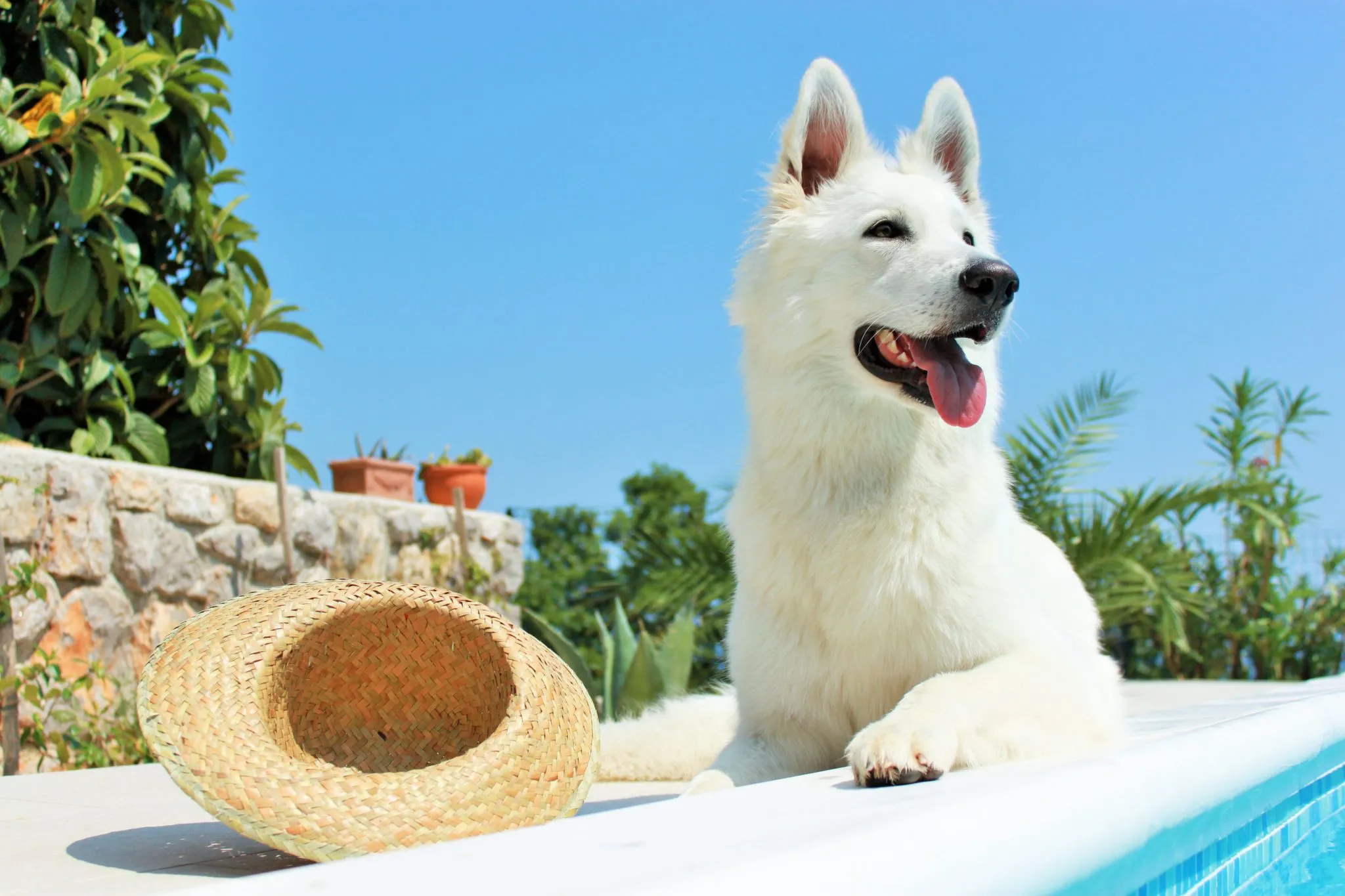 Sunburn in dogs | Tips on how to avoid and treat sunburn | zooplus