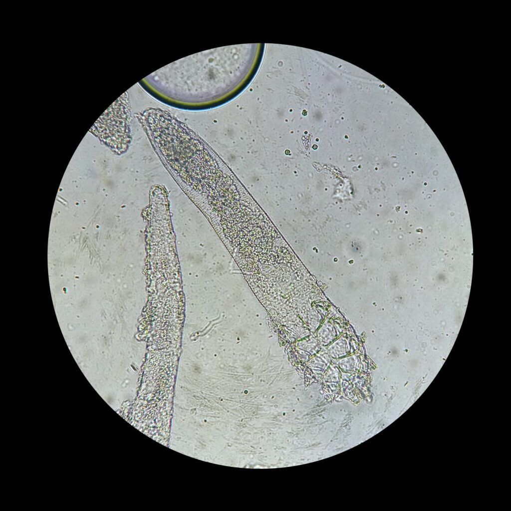 Demodex Mites in Dogs | Dog Health and Care | zooplus Magazine
