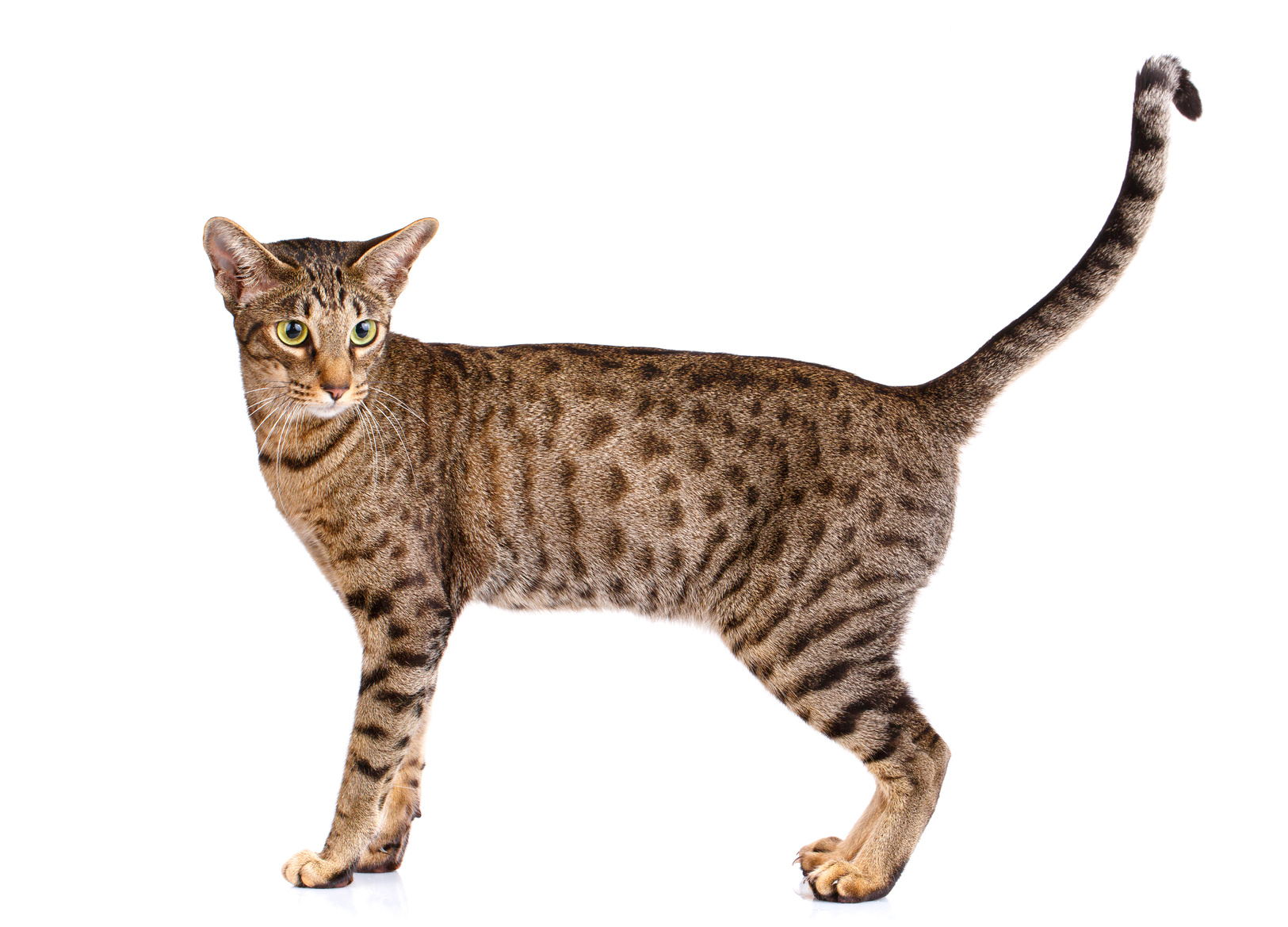 Cinnamon Ocicat