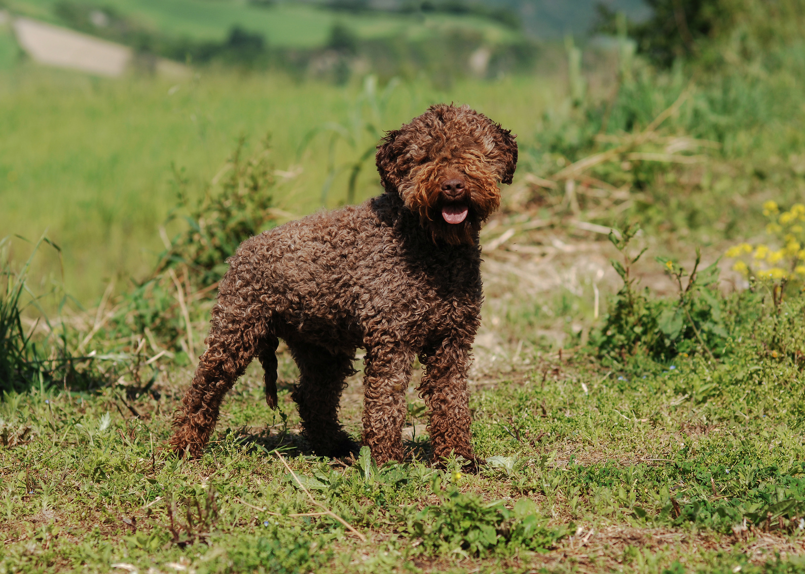 Lagotto Romagnolo Breed Info Advice Zooplus Magazine