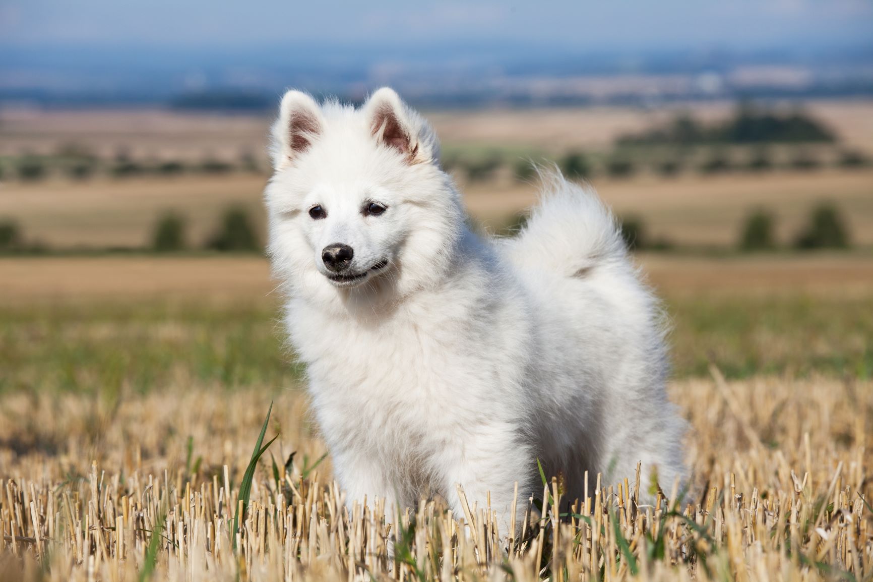White Spitz Dog