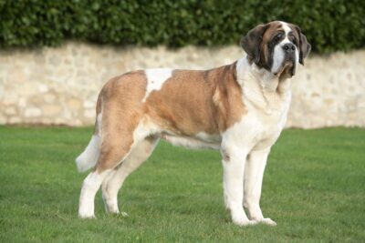 St Bernard | Breed info and advice| zooplus Magazine