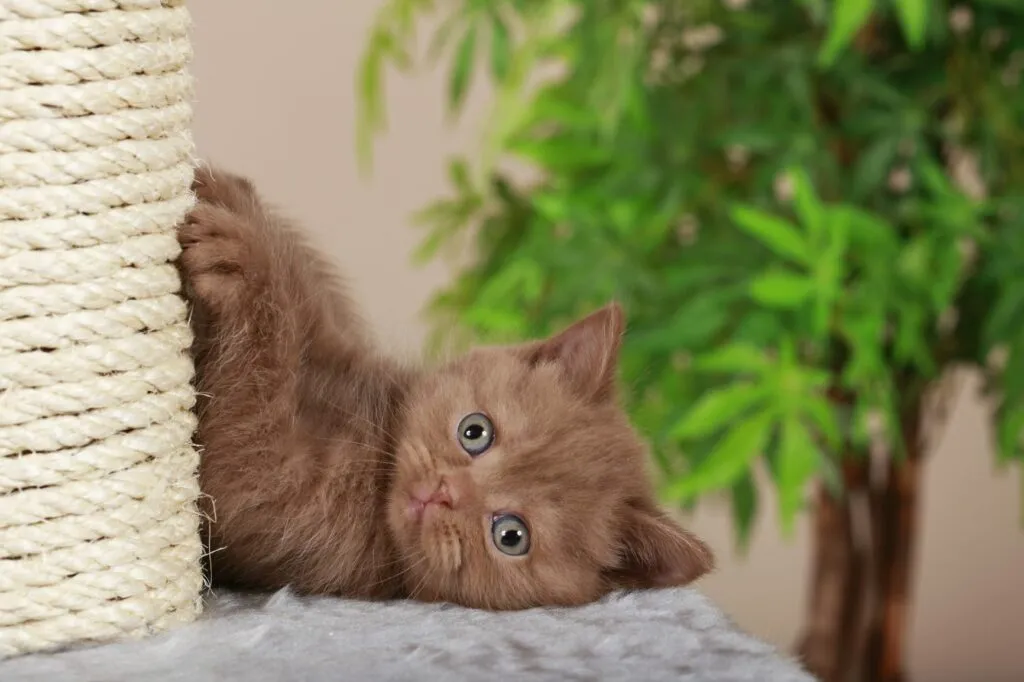 DIY cat tree: tips and instructions for building a cat tree | zooplus ...