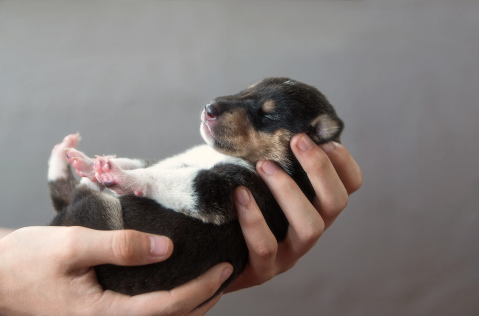 Smooth Collie | zooplus Magazine