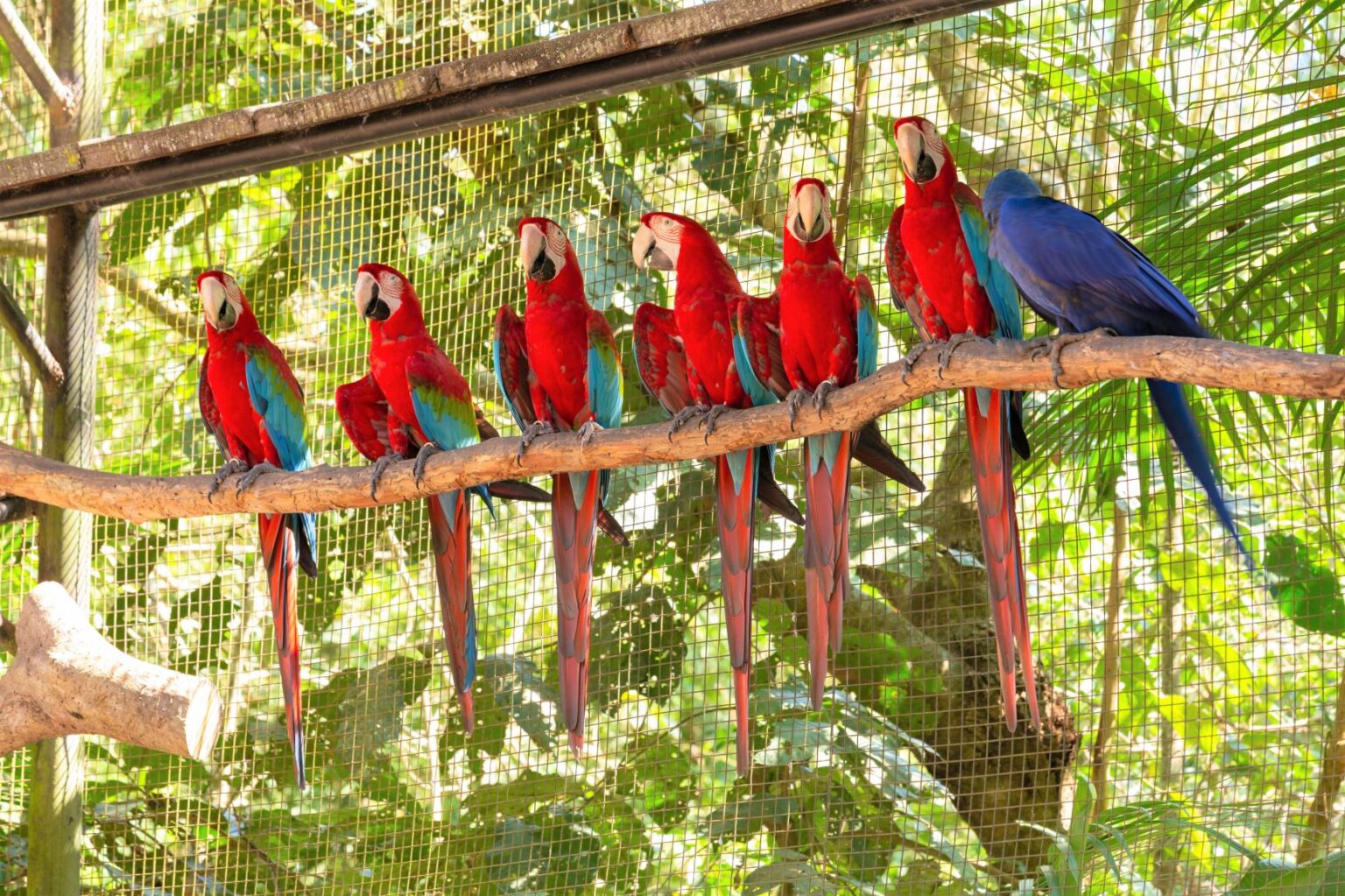 Macaws | Breed Info & Advice | zooplus Magazine