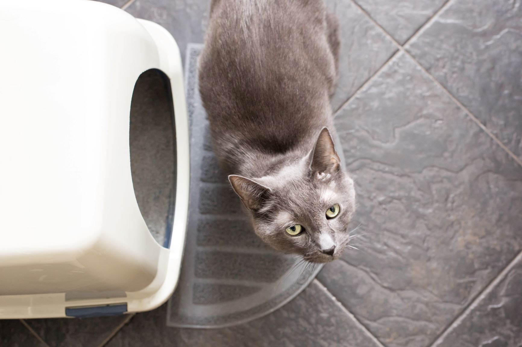 Hiding Litter Boxes: Ideas for an Inconspicuous Spot | zooplus Magazine