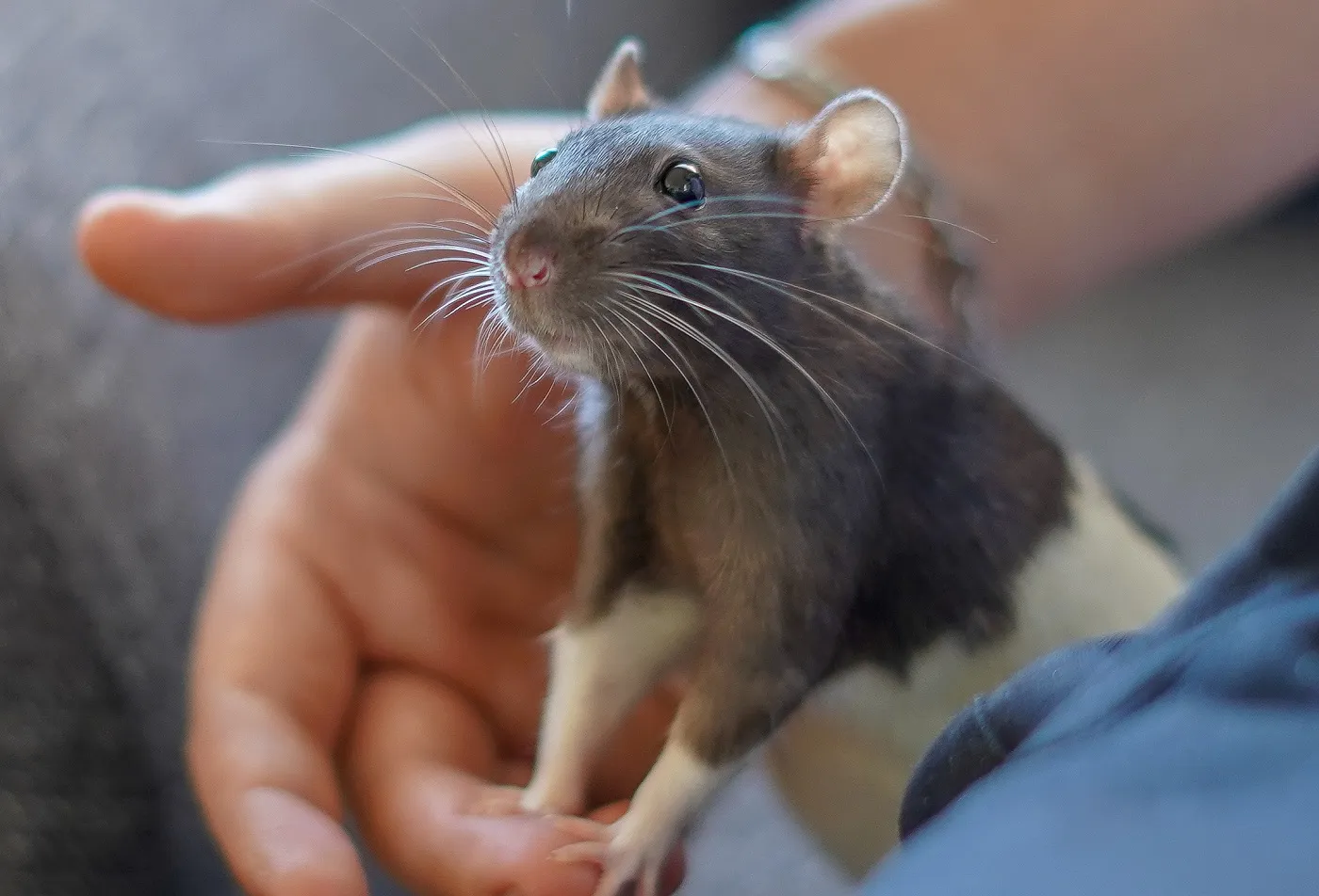 10 Tips on Keeping Rats | zooplus Magazine
