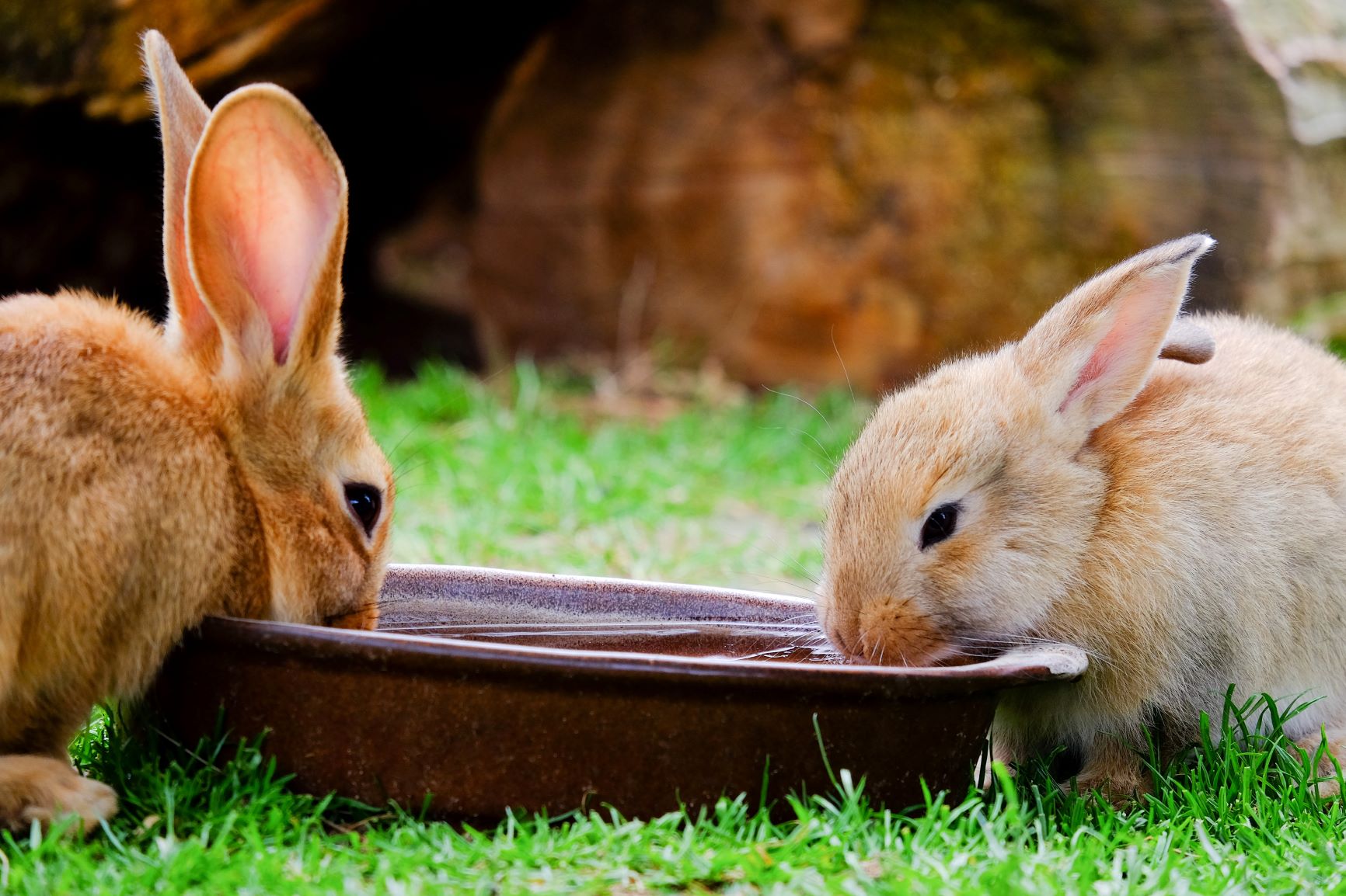 How To Protect Your Rabbit From Heat | zooplus Magazine