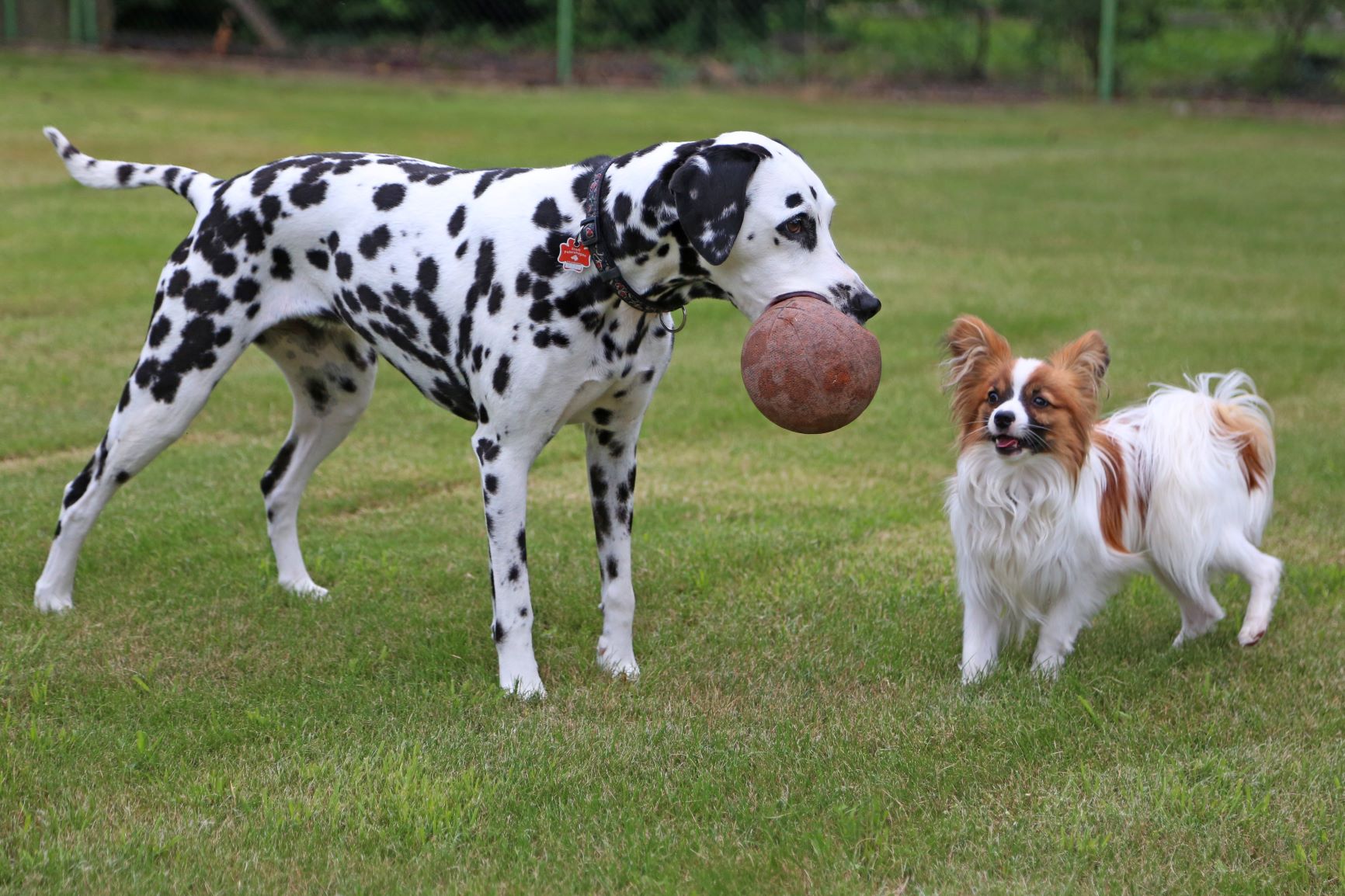 Second Dog? Which Breeds Go Well Together | zooplus Magazine